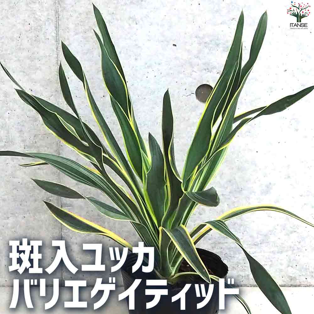 観葉植物 斑入ユッカ バリエゲイティッド 【観葉植物 5号ポット】｜ 【植物のITANSE】全品送料無料・即出荷!