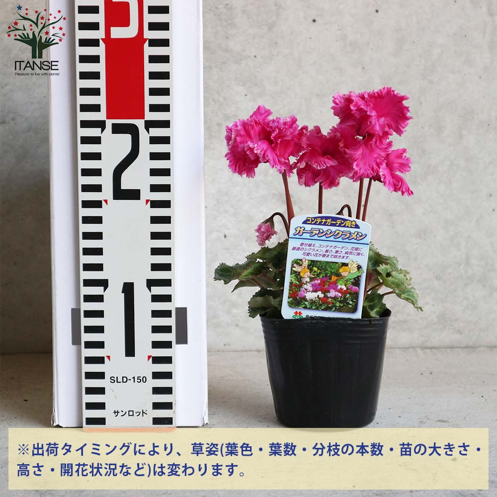 ガーデンシクラメン メティスポンポン 色MIXセット2個～【花苗 3号ポット苗】｜ 【植物のITANSE】全品送料無料・即出荷!