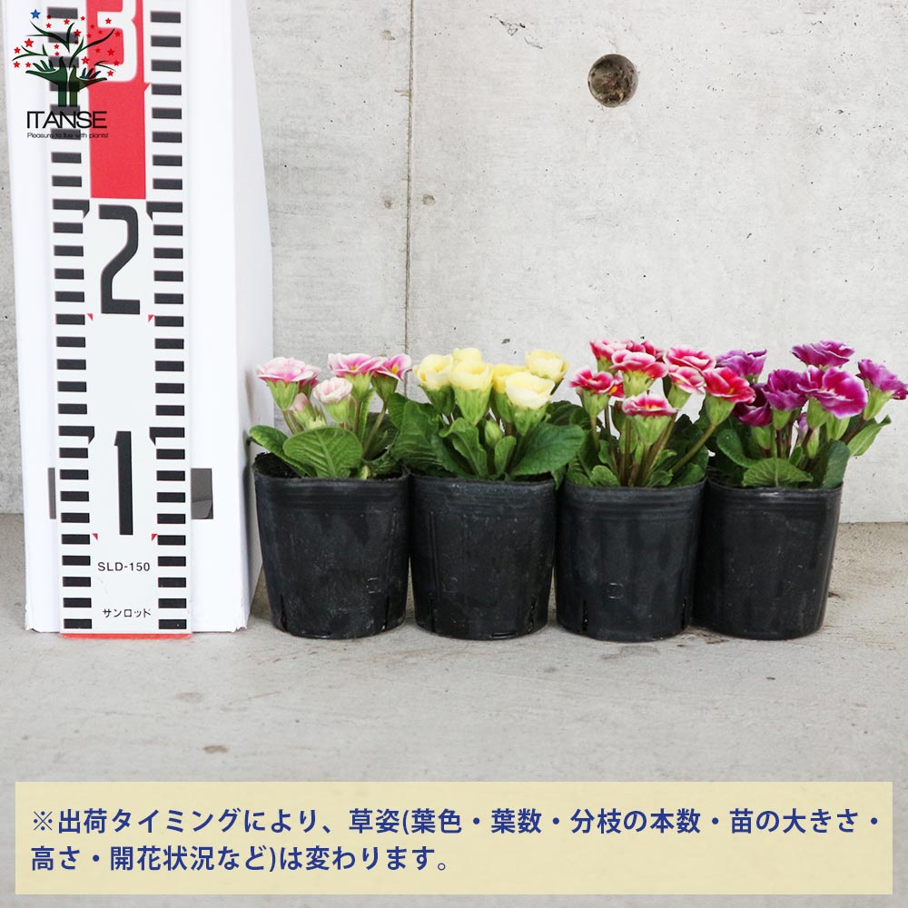 プリムラ・ジュリアン 幸せリング2個～【花苗 9cmポット苗 色MIX】｜ 【植物のITANSE】全品送料無料・即出荷!