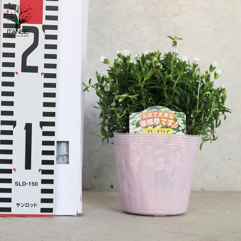 アレナリア・モンタナ【花苗3.5号ポット苗】｜ 【植物のITANSE】全品送料無料・即出荷!