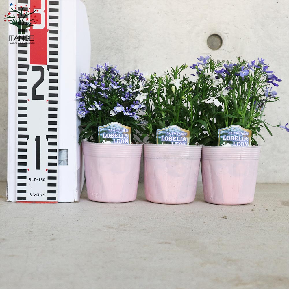 多花性ロベリア・レオン3個～【花苗3.5号ポット苗 色ミックスセット】｜ 【植物のITANSE】全品送料無料・即出荷!