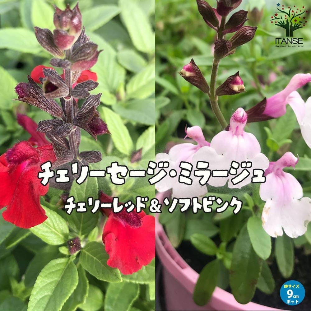 チェリーセージ・ミラージュ＆チェリーレッド・ソフトピンク(グレギー種)【花苗 3.5号ポット 多年草】｜ 【植物のITANSE】全品送料無料・即出荷!