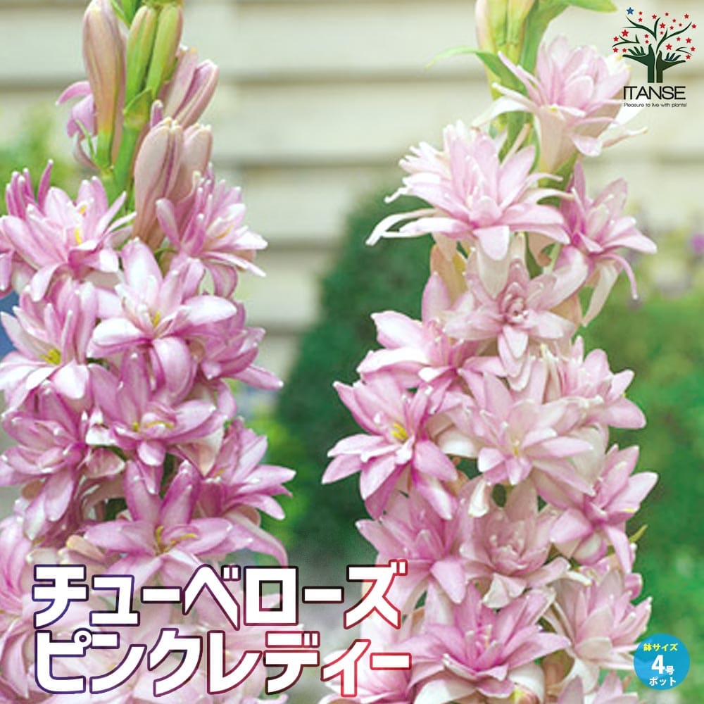 チューベローズ・ピンクレディー【花苗 4号ポット 球根植物】｜ 【植物のITANSE】全品送料無料・即出荷!