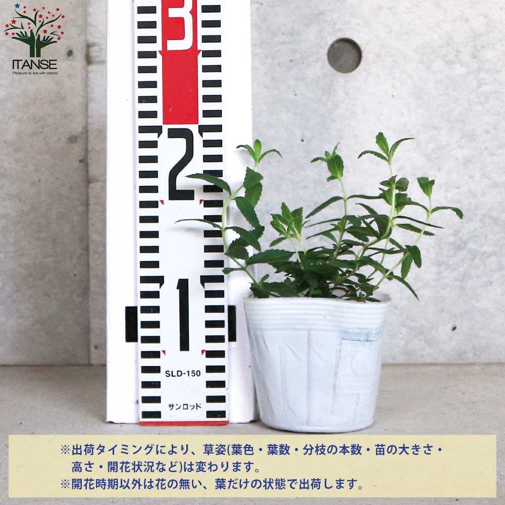 ベロニカ クレーターレイクブルー 多年草【花苗 3.5号ポット】｜ 【植物のITANSE】全品送料無料・即出荷!