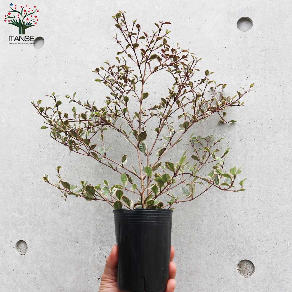 ロフォミルタス マジックドラゴン カラーリーフ【庭木 3号ロングポット】｜ 【植物のITANSE】全品送料無料・即出荷!