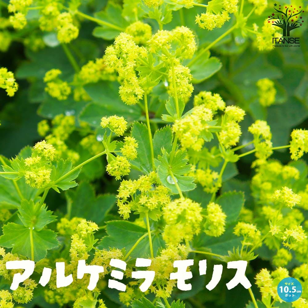 アルケミラ モリス 多年草【花苗 10.5cmポット】｜ 【植物のITANSE】全品送料無料・即出荷!