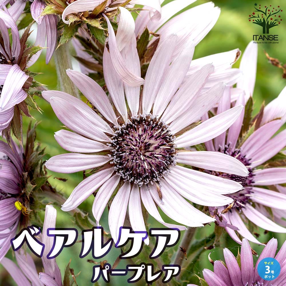ベルケア パープレア 多年草【花苗 9cmポット】｜ 【植物のITANSE】全品送料無料・即出荷!