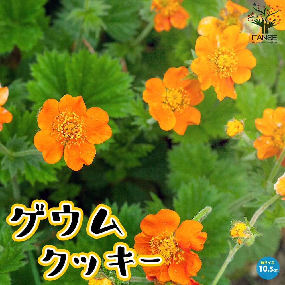 ゲウム・クッキー (西洋ダイコンソウ)【花苗 3.5号ポット苗】｜ 【植物のITANSE】全品送料無料・即出荷!