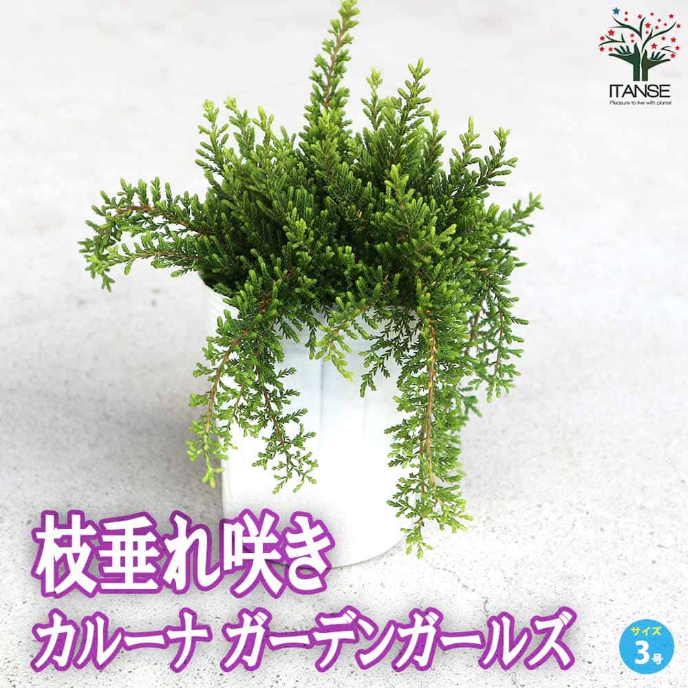 枝垂れ咲きカルーナ 'ガーデンガールズ・クレア'【花苗 3号ロングポット】｜ 【植物のITANSE】全品送料無料・即出荷!