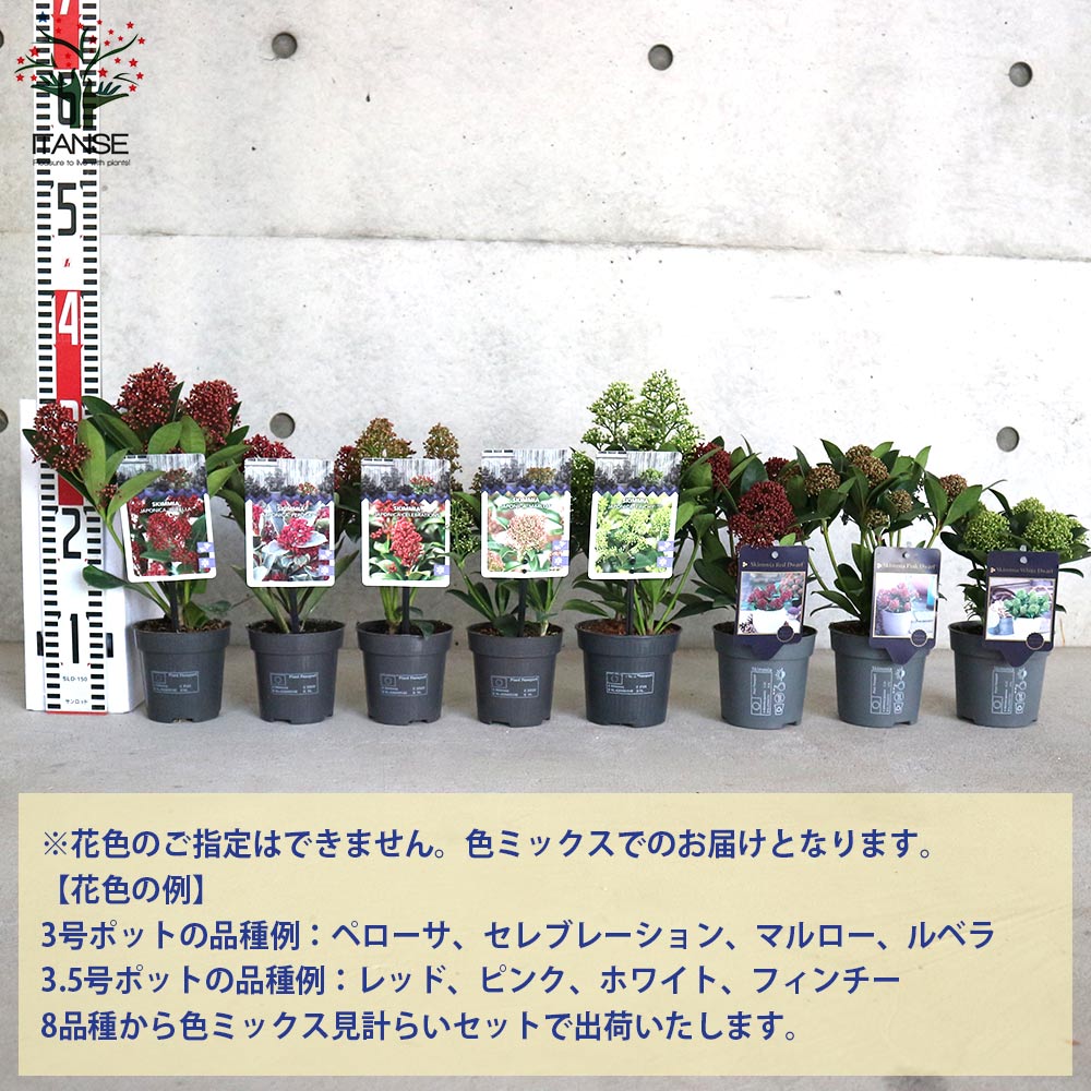日本の暑さに強い!スキミア新品種 色MIX見計らいセット2個～【庭木 3～3.5号ポット】｜ 【植物のITANSE】全品送料無料・即出荷!