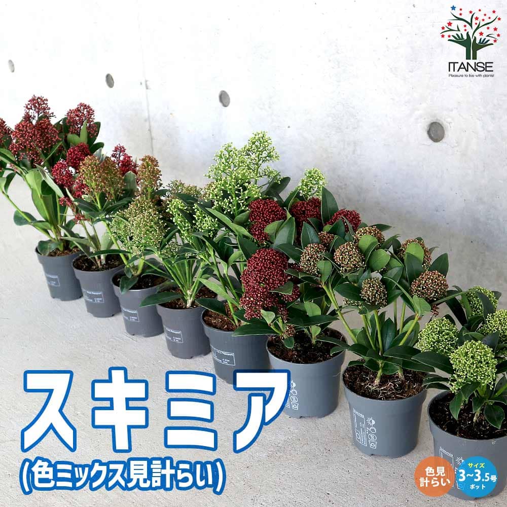 日本の暑さに強い!スキミア新品種 色MIX見計らいセット2個～【庭木 3～3.5号ポット】｜ 【植物のITANSE】全品送料無料・即出荷!