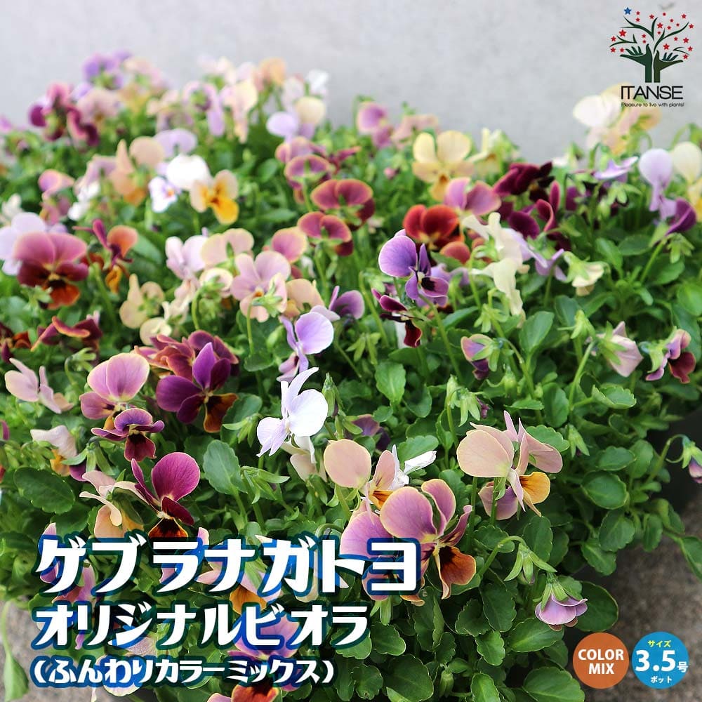 ゲブラナガトヨ”オリジナルビオラ” ふんわりカラーミックス3個～【花苗 2.5～3.5号ポット】｜ 【植物のITANSE】全品送料無料・即出荷!
