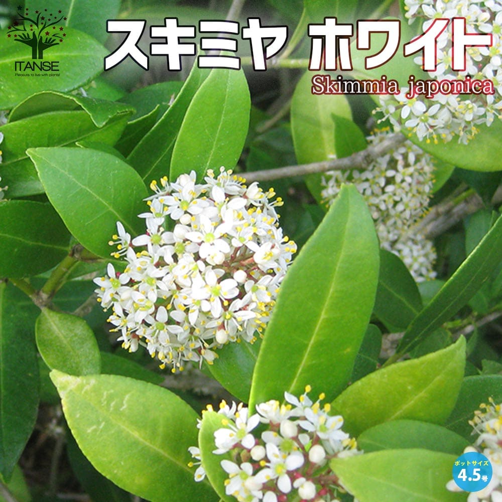 スキミア ホワイト【庭木 4.5号ポット】｜ 【植物のITANSE】全品送料無料・即出荷!