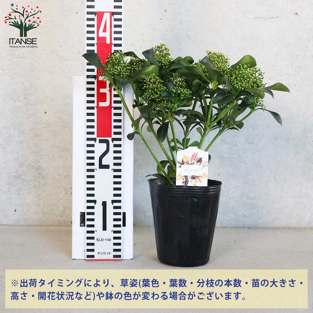 スキミア ホワイト【庭木 4.5号ポット】｜ 【植物のITANSE】全品送料無料・即出荷!