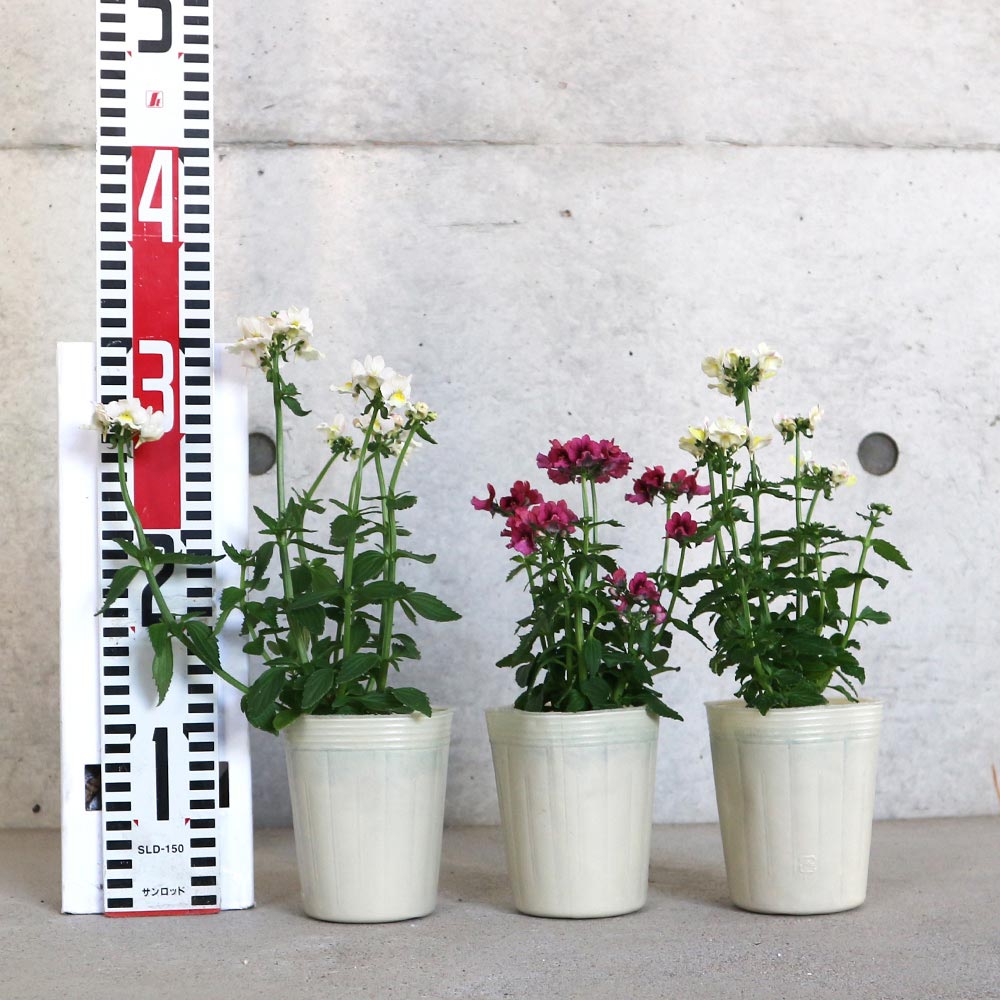 宿根ネメシア フェ ド フルラージュ 色MIX2個～【花苗 3号ロングポット】｜ 【植物のITANSE】全品送料無料・即出荷!