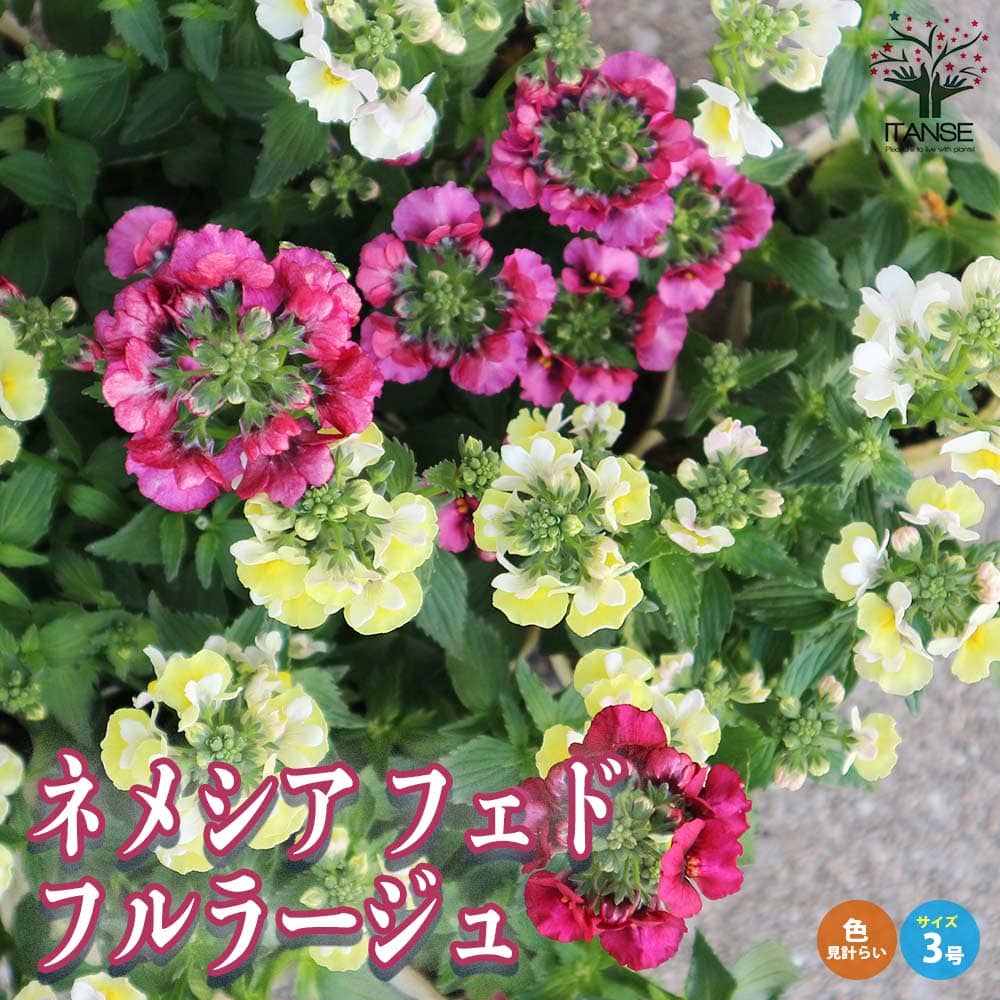 宿根ネメシア フェ ド フルラージュ 色MIX2個～【花苗 3号ロングポット】｜ 【植物のITANSE】全品送料無料・即出荷!