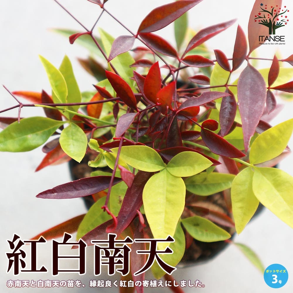 紅白南天(コウハクナンテン) 【庭木 3号ポット】｜ 【植物のITANSE】全品送料無料・即出荷!