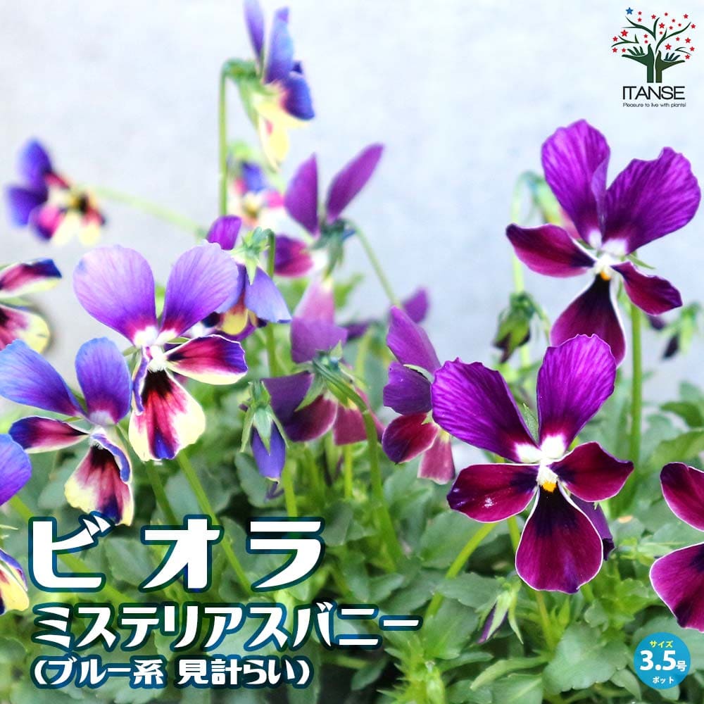 ビオラ・BOSSPREMIUMミステリアスバニー・ブルー系3個～【花苗 3.5号苗】｜ 【植物のITANSE】全品送料無料・即出荷!