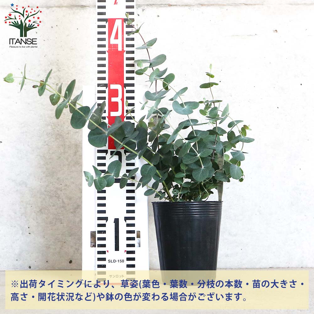 ユーカリ シルバーダラー【花苗 3.5号ポット苗】｜ 【植物のITANSE】全品送料無料・即出荷!