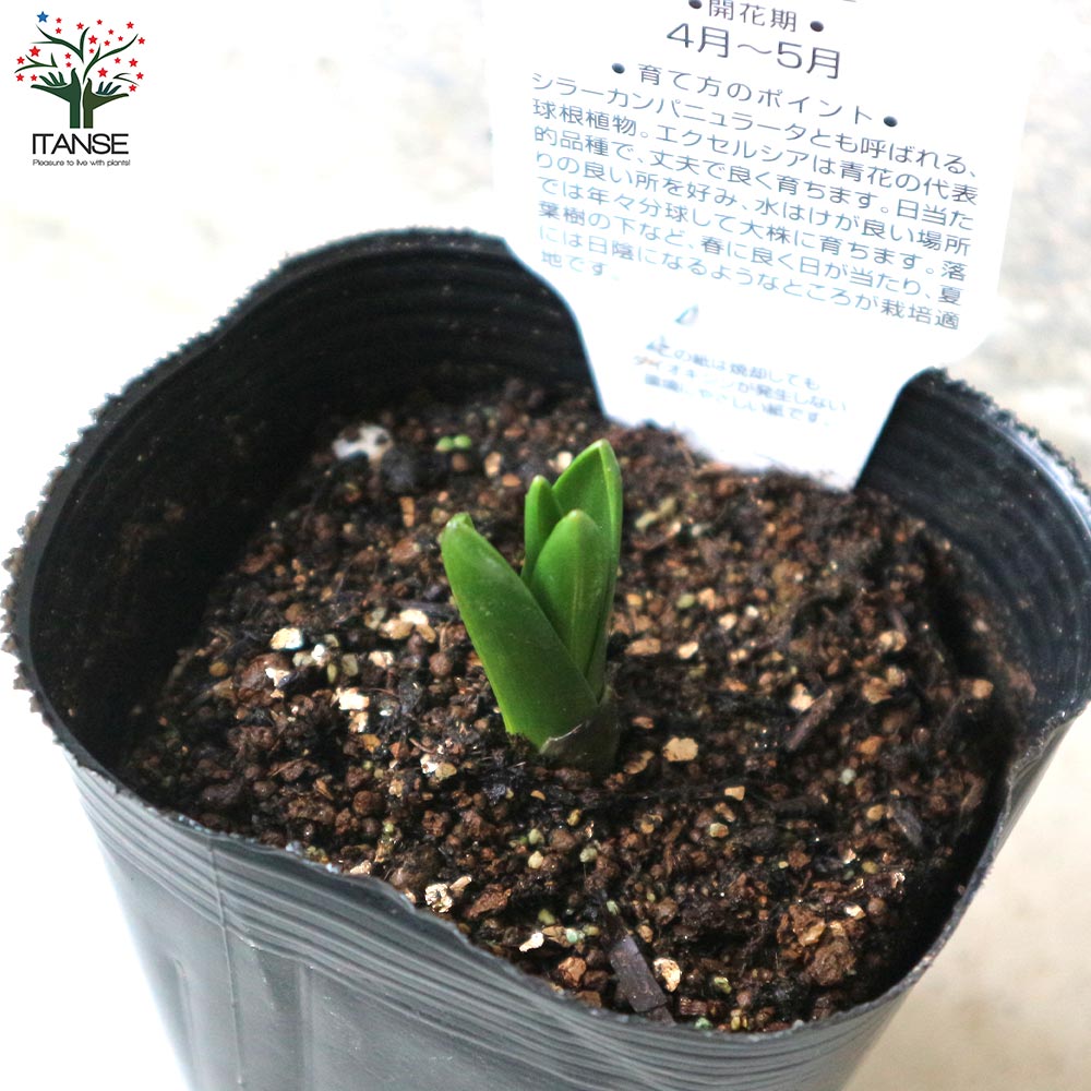 ヒアシンソイデス・エクセルシア (シラー・カンパニュラタ)／球根芽出し苗【花苗 3号ロングポット苗】｜ 【植物のITANSE】全品送料無料・即出荷!