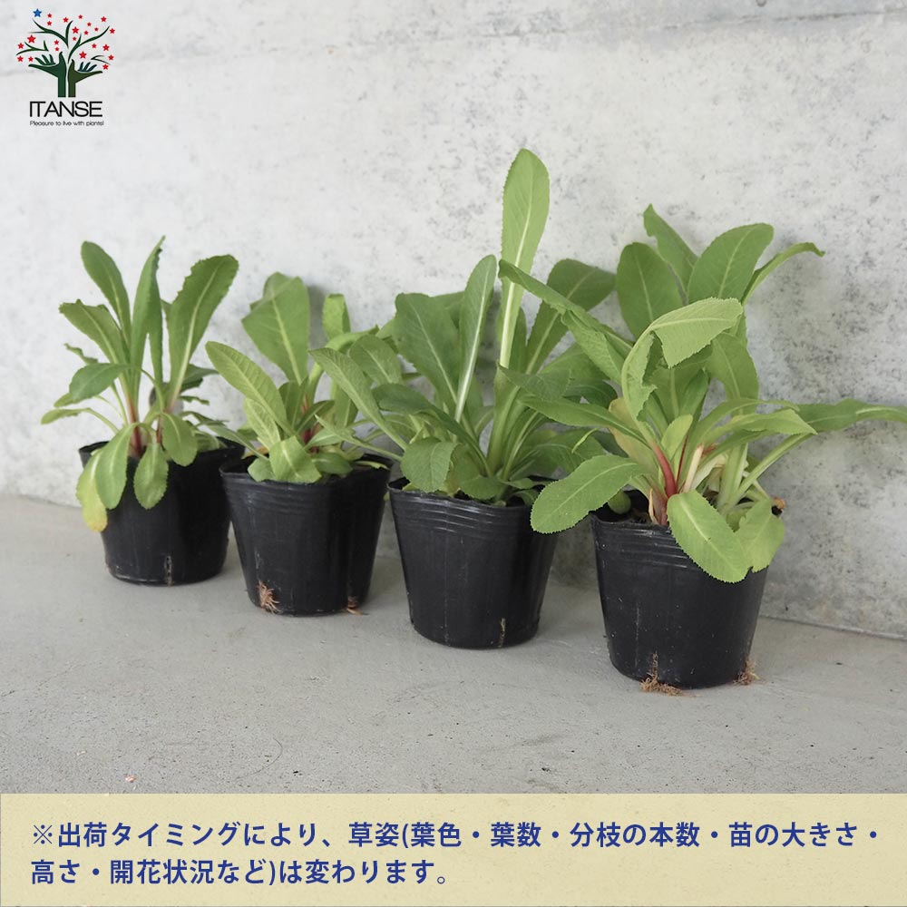 プリムラ デンティキュラータ(玉咲きサクラソウ)【花苗 色MIX見計らい3号ポット】｜ 【植物のITANSE】全品送料無料・即出荷!