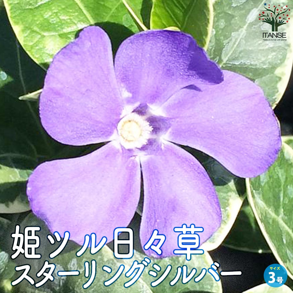 姫ツル日々草(ヒメツルニチニチソウ) スターリングシルバー【花苗 3号ポット】｜ 【植物のITANSE】全品送料無料・即出荷!