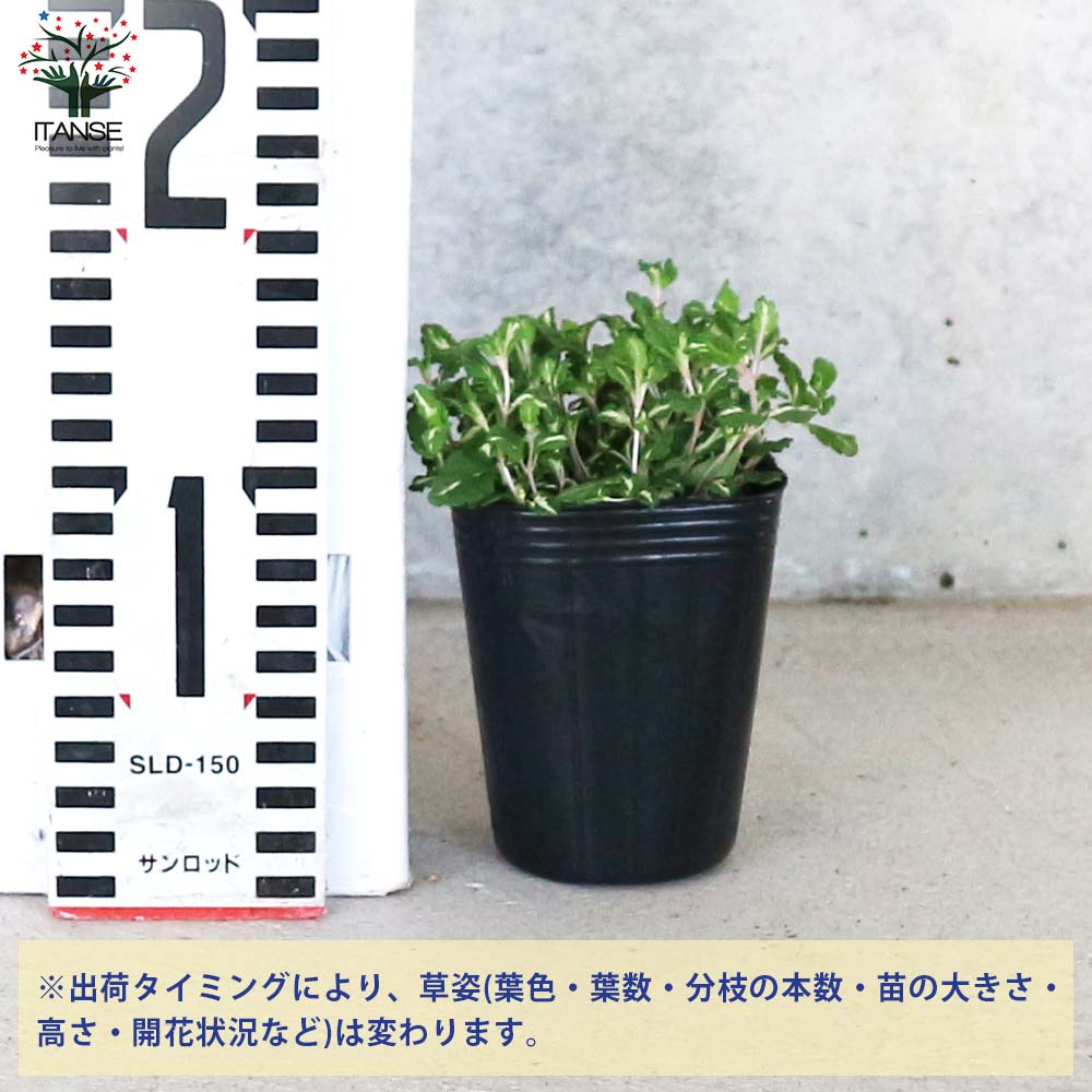 ベロニカ ミッフィーブルート【花苗 2.5号ロングポット】｜ 【植物のITANSE】全品送料無料・即出荷!