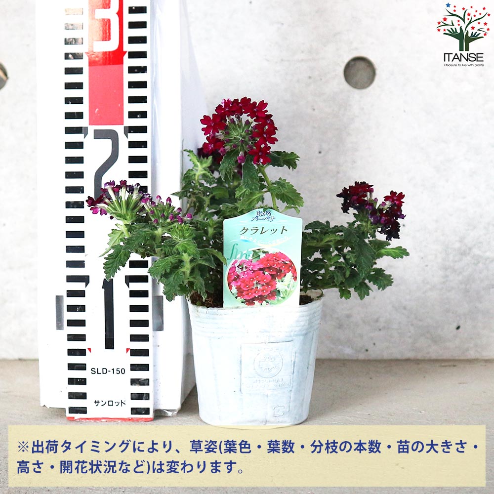 宿根バーベナ クラレット【花苗 3.5号ポット】｜ 【植物のITANSE】全品送料無料・即出荷!