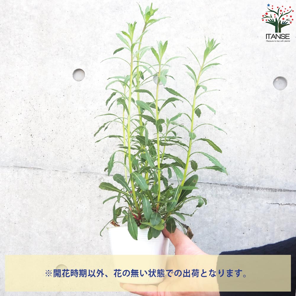 ガウラ エミリーン 色MIX見計らい2個～【花苗 3.5号ポット】｜ 【植物のITANSE】全品送料無料・即出荷!