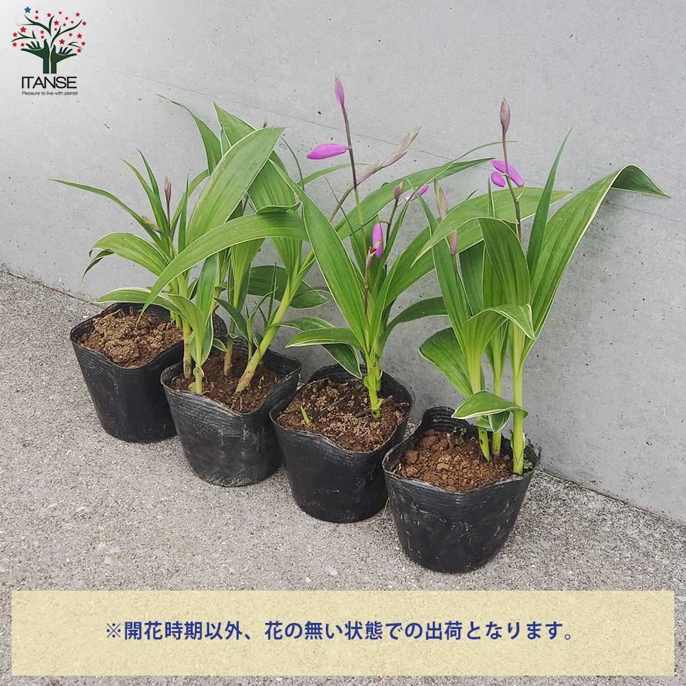 シラン(紫蘭) 斑入り葉【花苗 3.5号ポット】｜ 【植物のITANSE】全品送料無料・即出荷!