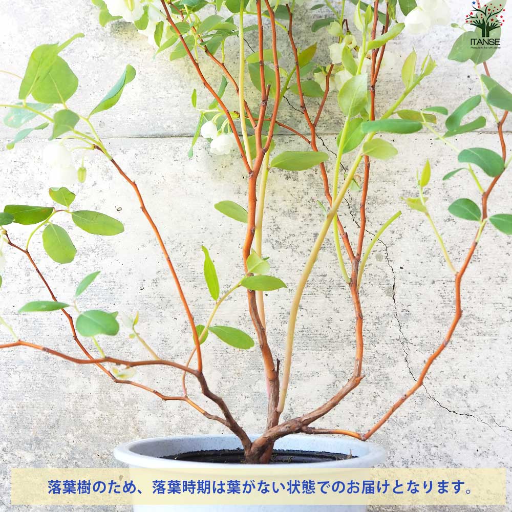 スズランの木 (ゼノビア)【花苗 4.5号鉢】｜ 【植物のITANSE】全品送料無料・即出荷!