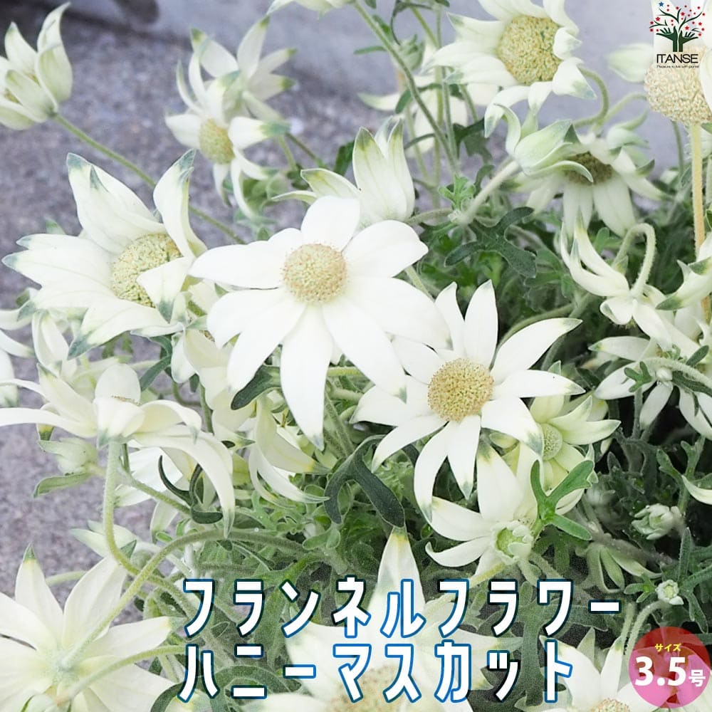 フランネルフラワー ハニーマスカット【花苗 3.5号ポット】｜ 【植物のITANSE】全品送料無料・即出荷!