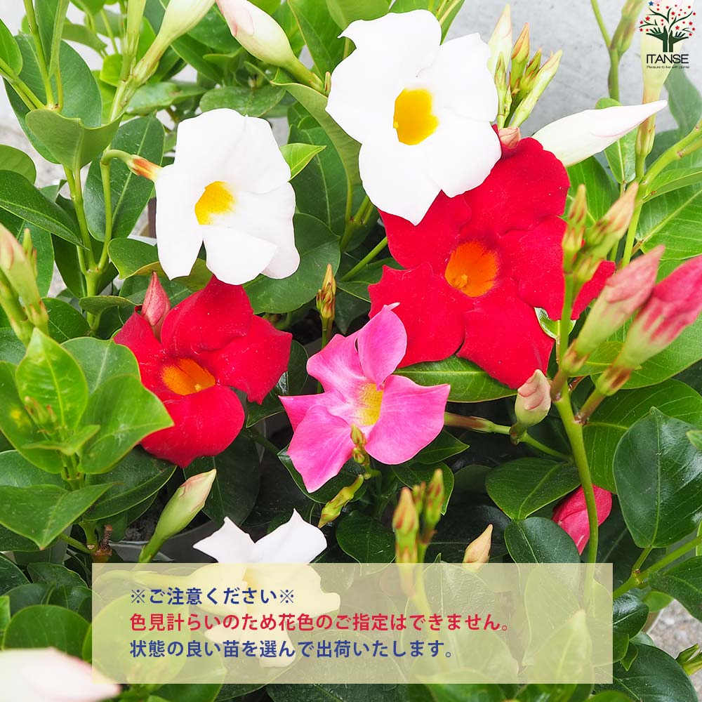 マンデビラ ディアマンティーナ 色MIX見計らい2個～【花苗 3.5号ポット】｜ 【植物のITANSE】全品送料無料・即出荷!