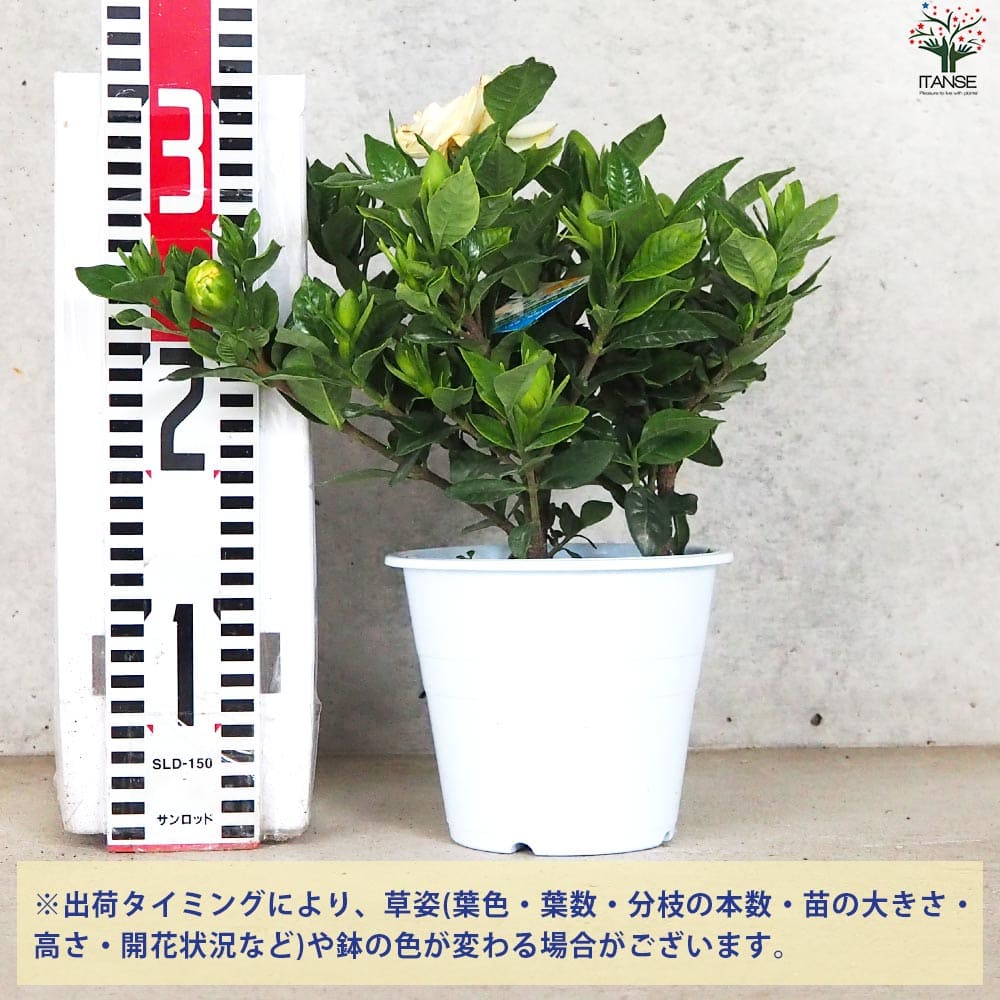 クチナシ ヌマタ 八重咲【花苗 4.5号鉢】｜ 【植物のITANSE】全品送料無料・即出荷!