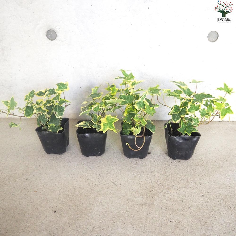 ゴールデンヘデラ2個～【花苗 9cmポット】｜ 【植物のITANSE】全品送料無料・即出荷!