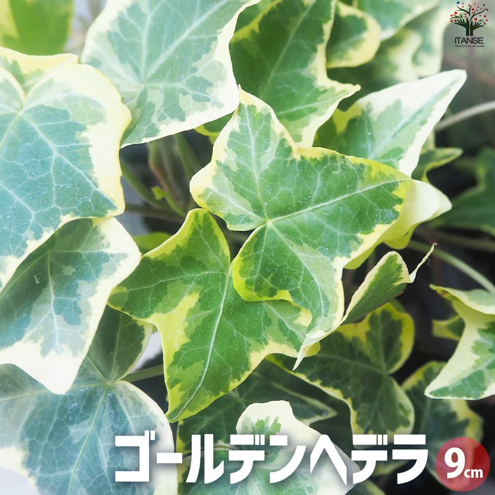 ゴールデンヘデラ2個～【花苗 9cmポット】｜ 【植物のITANSE】全品送料無料・即出荷!