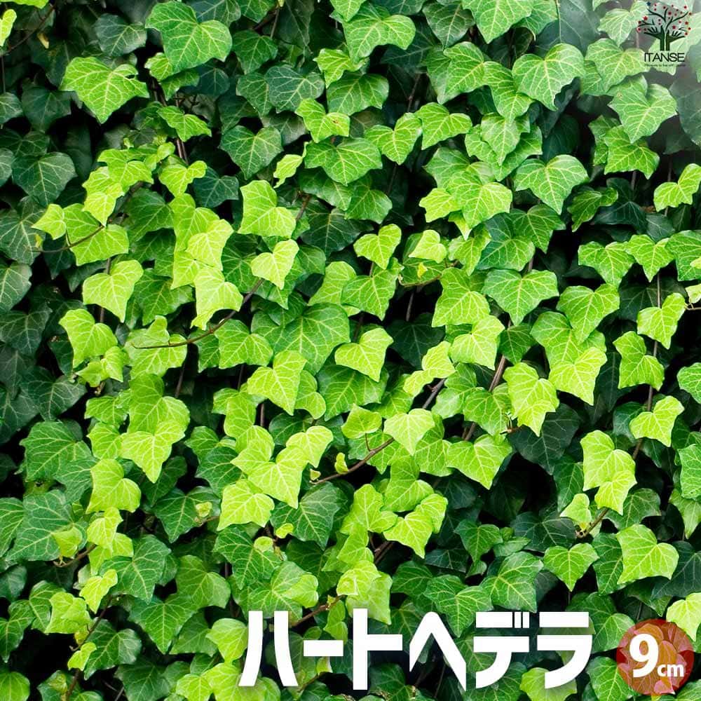 ヘデラ ハートヘデラ2個～【花苗 9cmポット】｜ 【植物のITANSE】全品送料無料・即出荷!