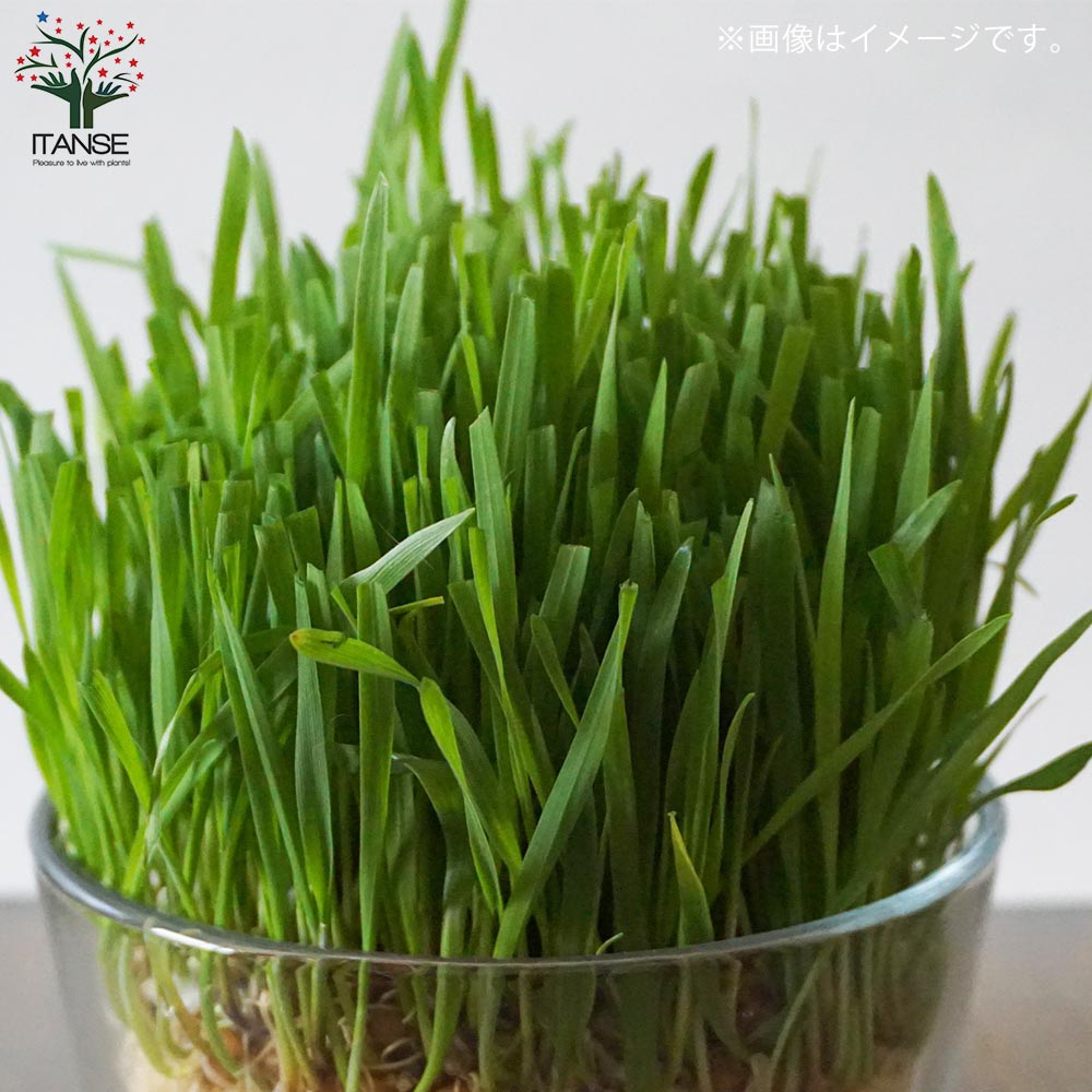犬猫たのし草 (燕麦) 2個～【5号鉢 種まき済のペット草】｜ 【植物のITANSE】全品送料無料・即出荷!