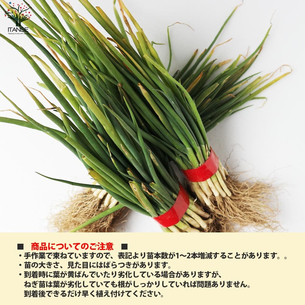 ねぎ抜き苗 品種：赤ひげねぎ【野菜の苗 約50本(50本×1束) 抜き苗】｜ 【植物のITANSE】全品送料無料・即出荷!