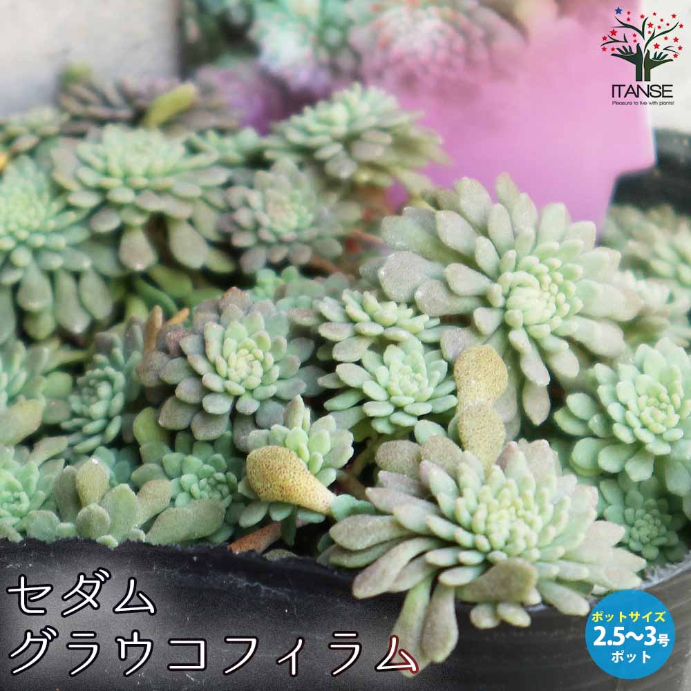 セダム・グラウコフィラム 【花苗 2.5～3号ポット苗 グランドカバー苗】｜ 【植物のITANSE】全品送料無料・即出荷!