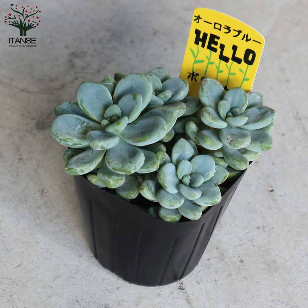 セダム オーロラ ブルー【多肉植物 3号ポット】｜ 【植物のITANSE】全品送料無料・即出荷!
