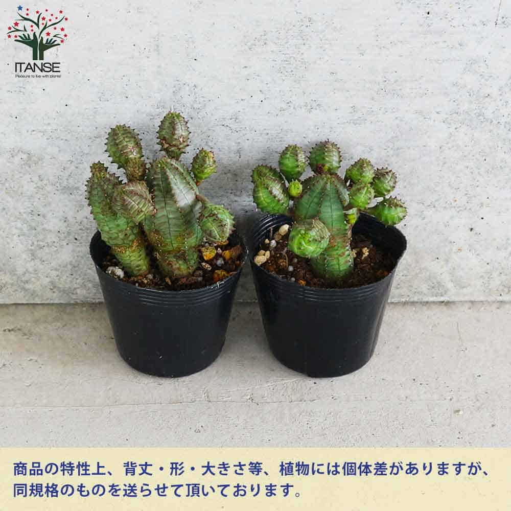 ユーフォルビア オベサブロー【多肉植物 2.5号ポット】｜ 【植物のITANSE】全品送料無料・即出荷!