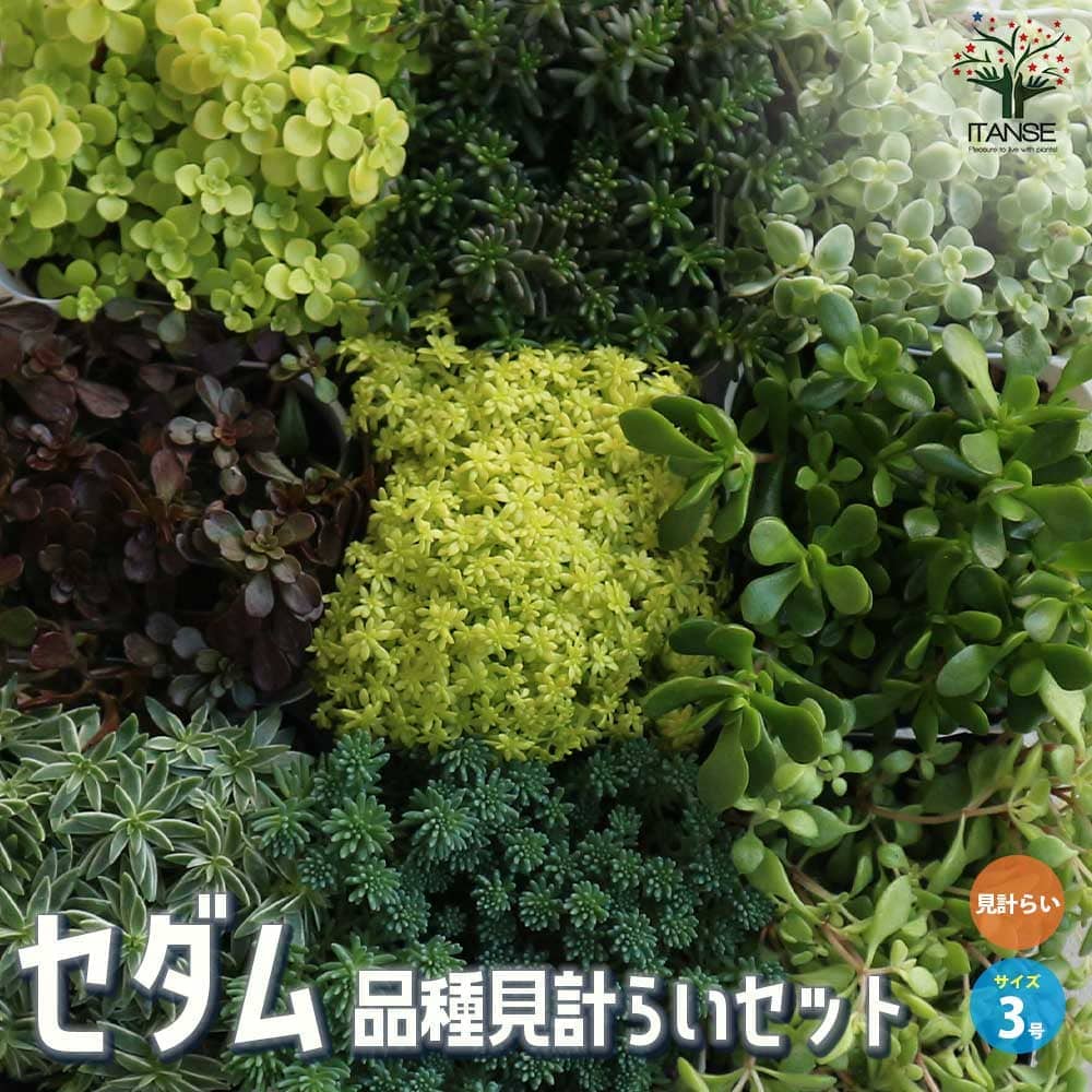 セダム 品種見計い【多肉植物 3号ポット】｜ 【植物のITANSE】全品送料無料・即出荷!