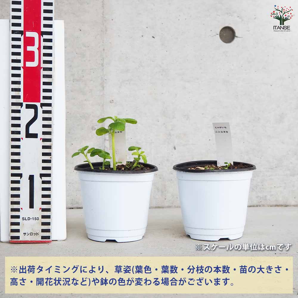 ジャガイモ芽出し苗 ニシユタカ 2個～【野菜の苗 12cm】｜ 【植物のITANSE】全品送料無料・即出荷!