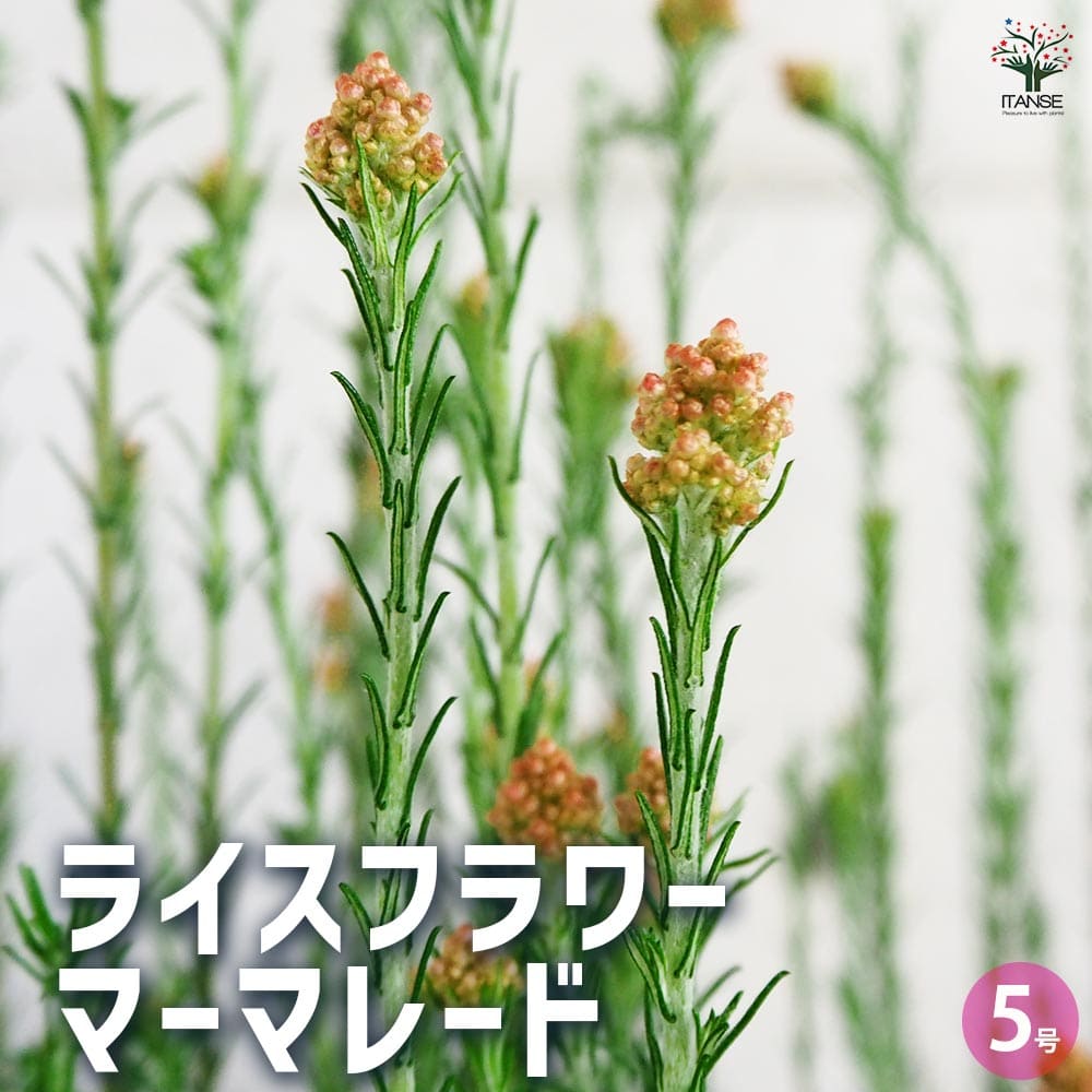 ライスフラワー マーマレード 【花苗 5号ポット／1個売り】｜ 【植物のITANSE】全品送料無料・即出荷!