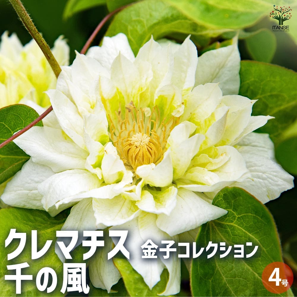 クレマチス 金子コレクション 千の風 【花苗 4号鉢／1個売り】｜ 【植物のITANSE】全品送料無料・即出荷!