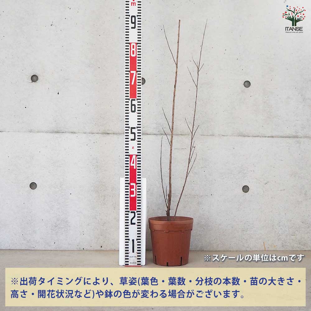 サルスベリ ブラックリーフダイヤモンド ピュアW 【花木苗 6号ポット／1個売り】｜ 【植物のITANSE】全品送料無料・即出荷!