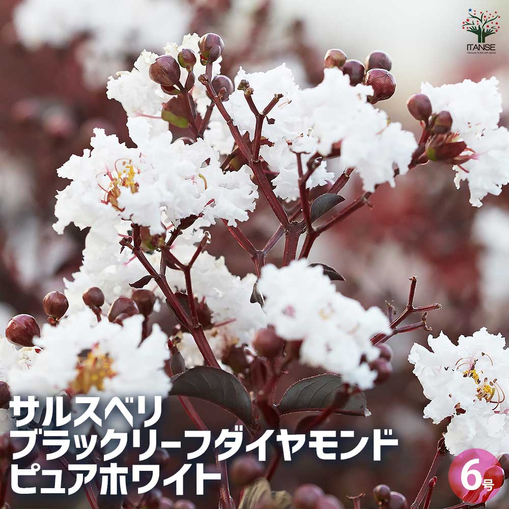 サルスベリ ブラックリーフダイヤモンド ピュアW 【花木苗 6号ポット／1個売り】｜ 【植物のITANSE】全品送料無料・即出荷!