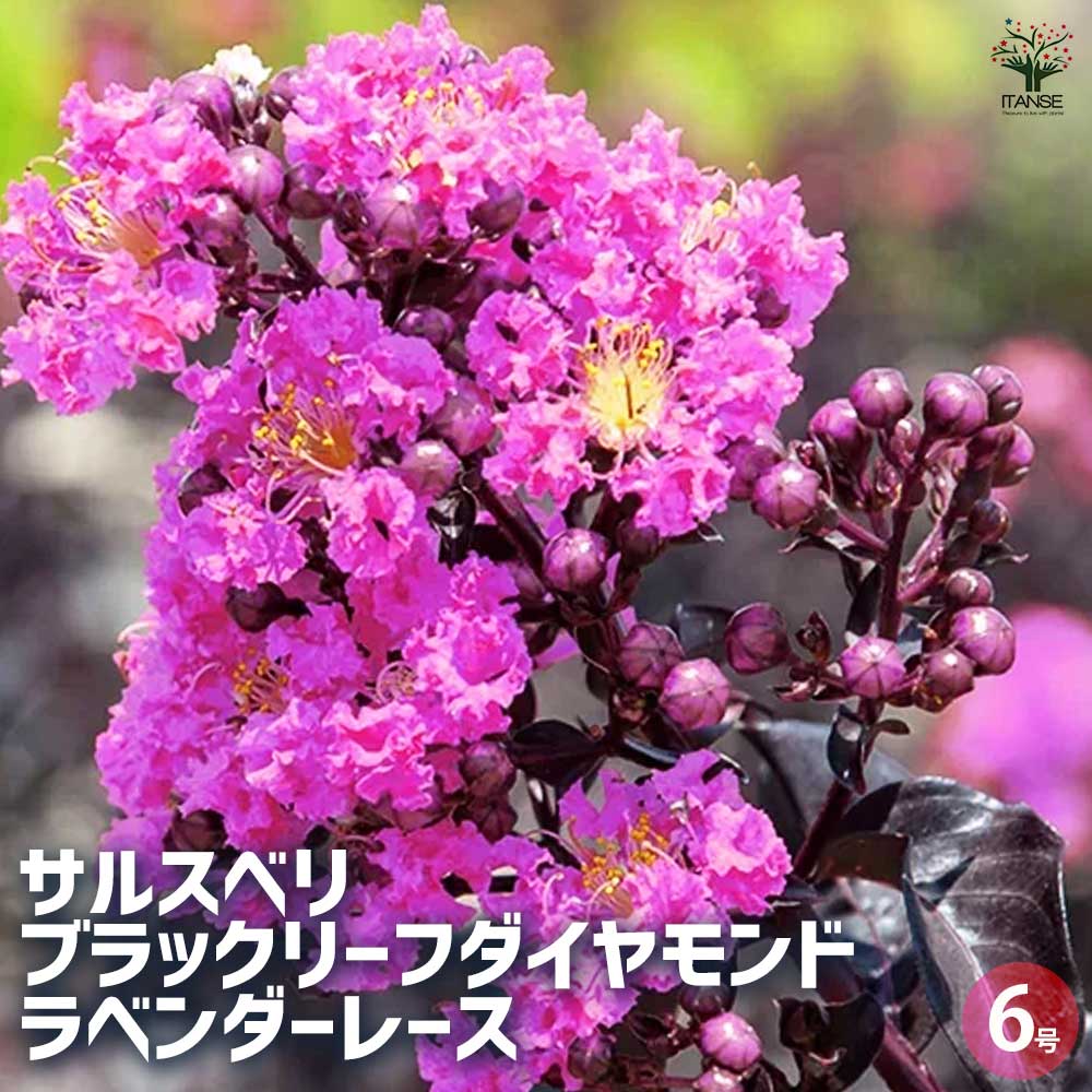 サルスベリ ブラックリーフダイヤモンド ラベンダーL 【花木苗 6号ポット／1個売り】｜ 【植物のITANSE】全品送料無料・即出荷!