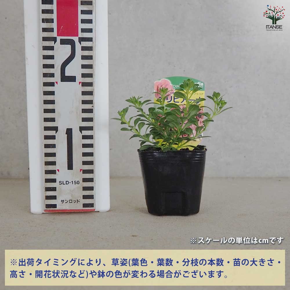 カリブラコア カリビアーナ Wアプリコット 【花苗 9cmポット／お買い得3個セット】｜ 【植物のITANSE】全品送料無料・即出荷!